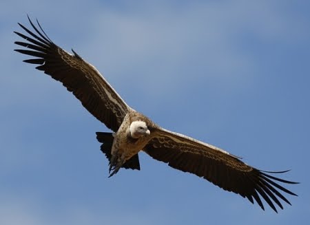 Transformation...: Why? Why do birds fly?